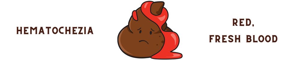 Blood In Dog Stool: What To Do And How To Proceed Safely - YDoWeLovePets